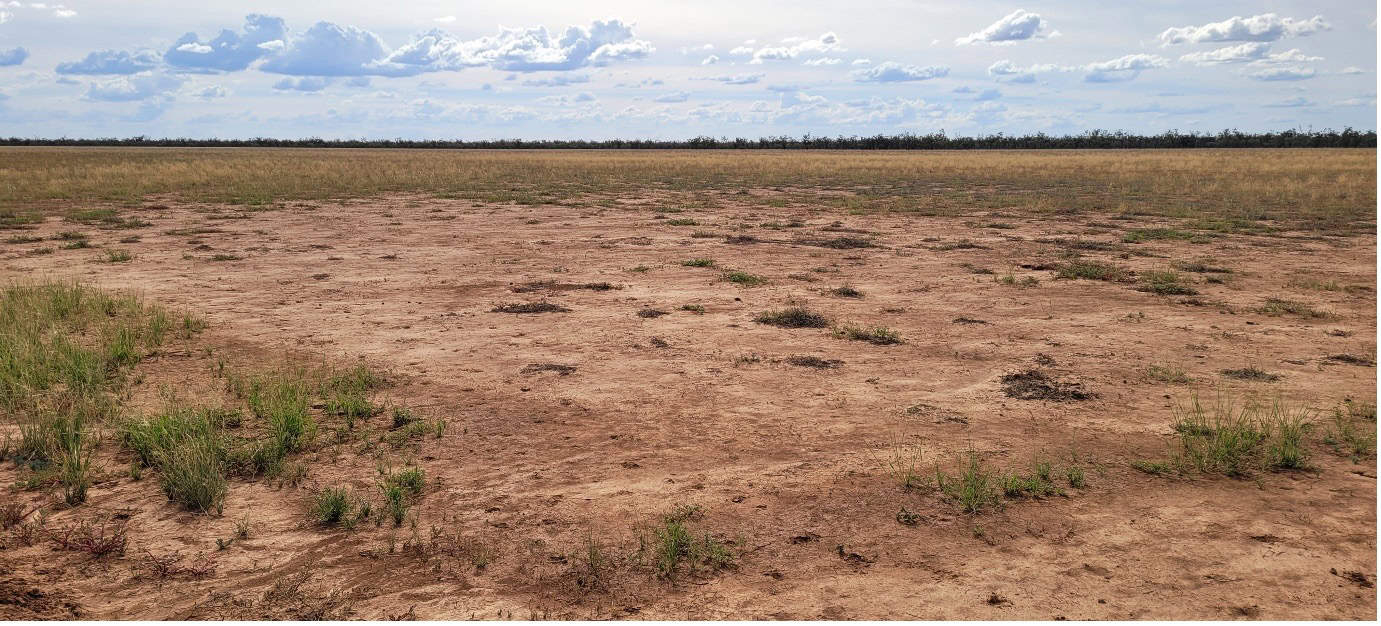 Successful bare ground recovery of 66,000ha in south-western Queensland ...